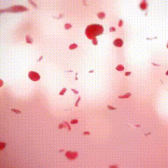 Ernst Pfeifer: Danksagung : Stader Tageblatt