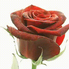 Eva Klinger: Gedenken : Zevener Zeitung