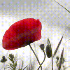 FARRELL, Nancy (Anne-Marie): Death : Irish Times