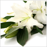 Search family announcements - All notices